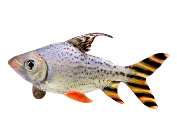 Ihneď k odberu :: corambofish Ihneď k odberu :: corambofish